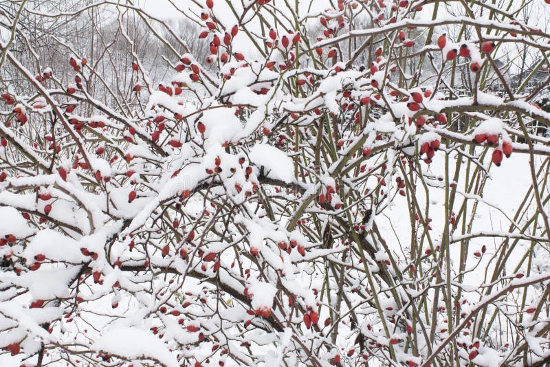 Winterberry Tree with Snow Covered Branches and Red Berries Stock Photo ...