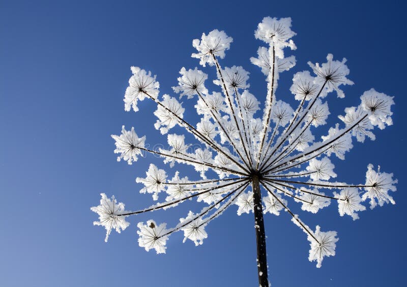 Winterblume stockfoto. Bild von farbe, bedeckung, hell - 15737446