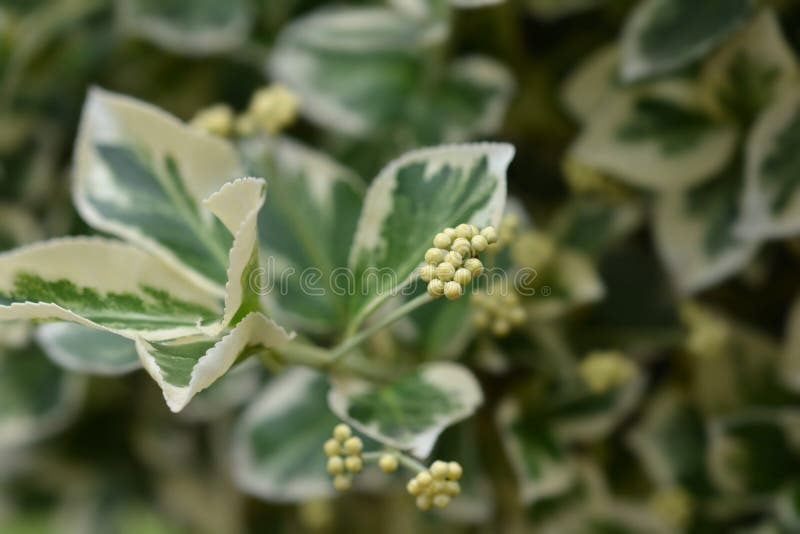 Wintercreeper Emerald Gaiety Stock Image - Image of creeper, fortunes ...