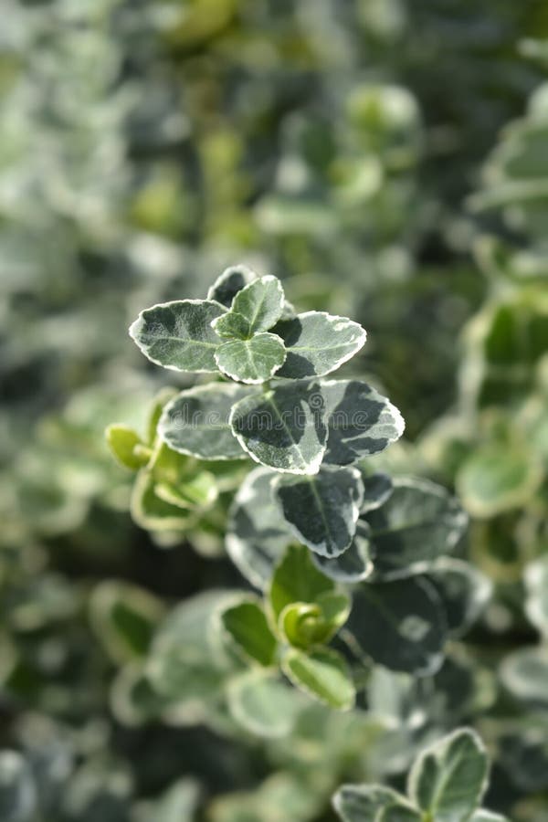 Wintercreeper Emerald and Gold Stock Image - Image of yellow, euonymus ...
