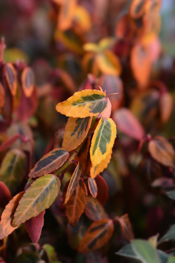 Wintercreeper Emerald and Gold Stock Image - Image of yellow, euonymus ...