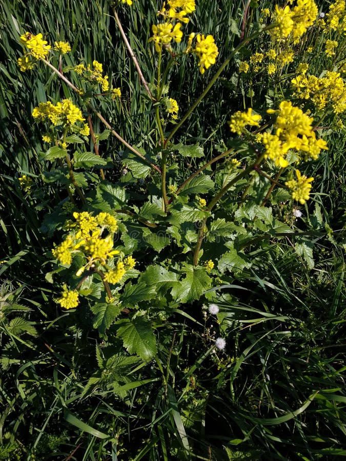Wintercress - Barbarea Vulgaris, Wild Flower Stock Photo - Image of ...