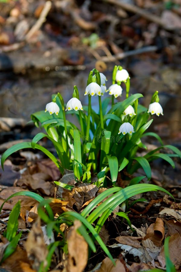 Snow Drops stock photo. Image of england, drops, forest - 38906992