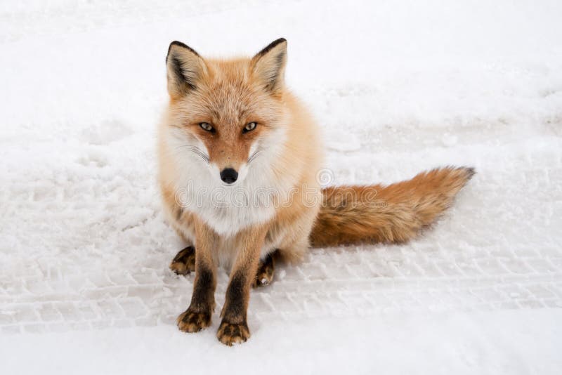 Winterfuchs stockbild. Bild von fuchs, fotographie, bild - 14807717