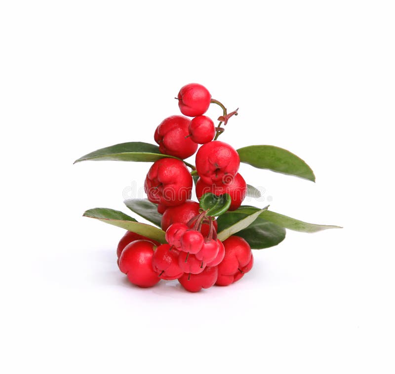 Wintergreen Berries with Foliage on White Background Wintergreen ...