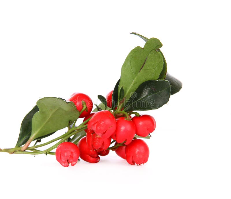 Wintergreen Berries with Foliage on White Background Wintergreen ...