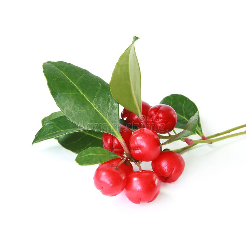 Wintergreen Berries with Foliage on White Background Wintergreen ...