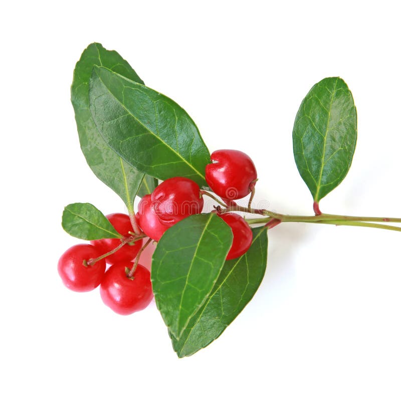 Wintergreen Berries with Foliage on White Background Wintergreen ...