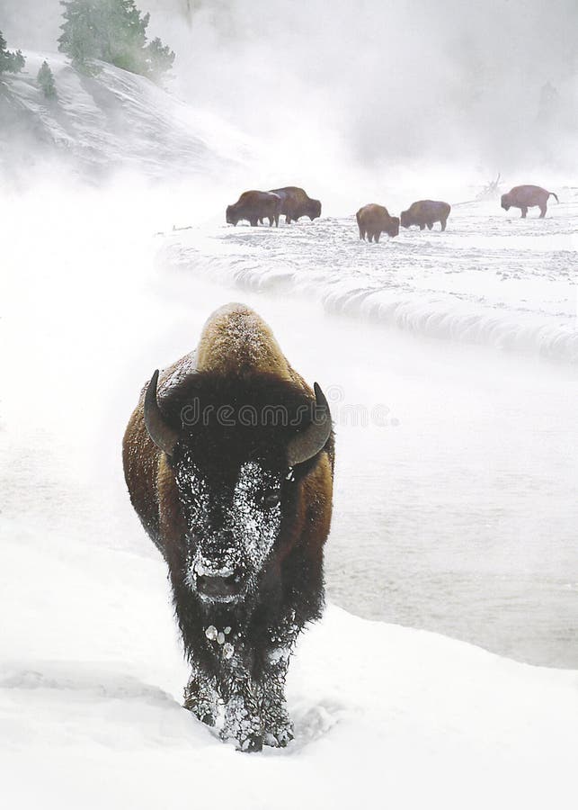 Wintering Bison stock photo. Image of shiver, park, bitter - 201266774