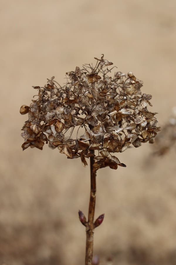 Hydrangea Against Rustic Wood Stock Image - Image of autumn ...
