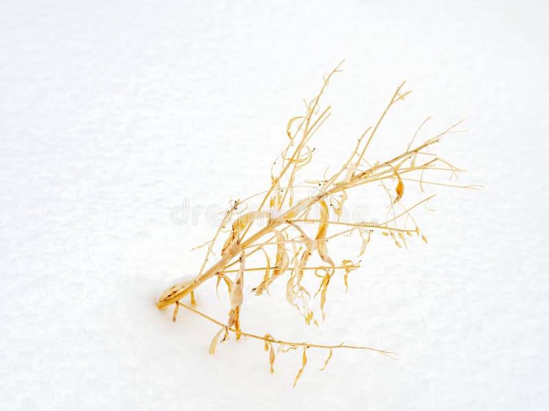 Winterized Weed in a Winter Nature Scene Stock Image - Image of snow ...