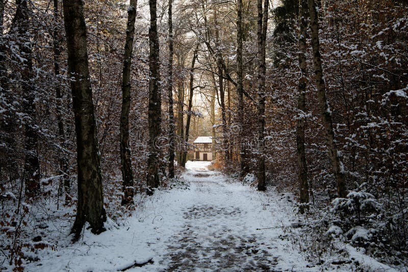 A Winterly Forrest Path in a Magic Light in the Late Afternoon Stock ...