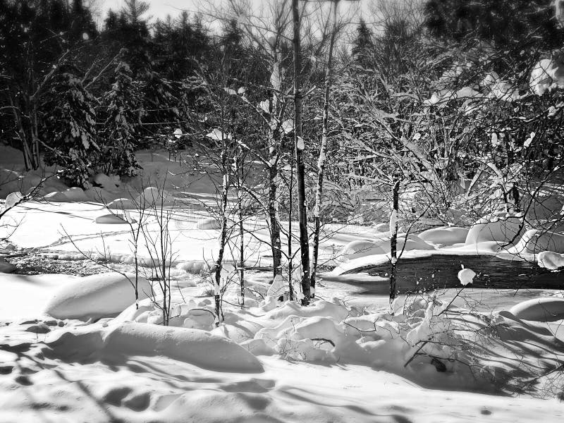 Wintermallow Stock Photos - Free & Royalty-Free Stock Photos from ...