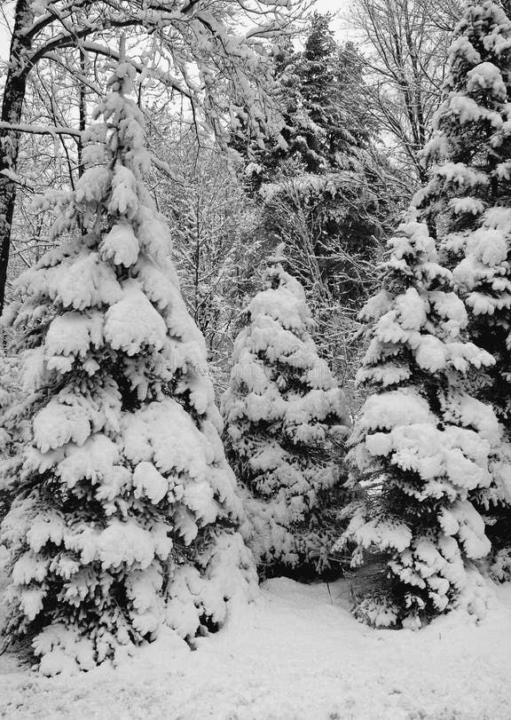 12,045 Michigan Forest Stock Photos - Free & Royalty-Free Stock Photos ...