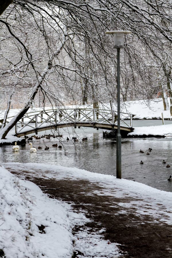 A winters day stock photo. Image of walking, white, cold - 108090674