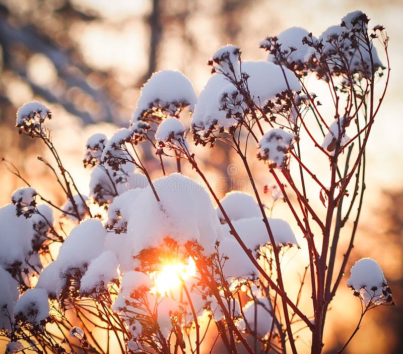 Wintersun stock photo. Image of season, plant, sundown - 29570674
