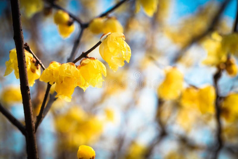 Yellow Wintersweet Flowers Close-up Stock Photo - Image of petal ...