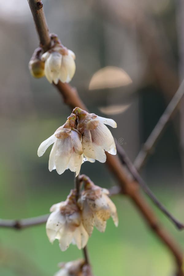 129 Chimonanthus Praecox Tree Stock Photos - Free & Royalty-Free Stock ...