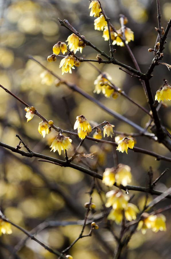 Wintersweet stock photo. Image of yellow, snow, white - 109017262