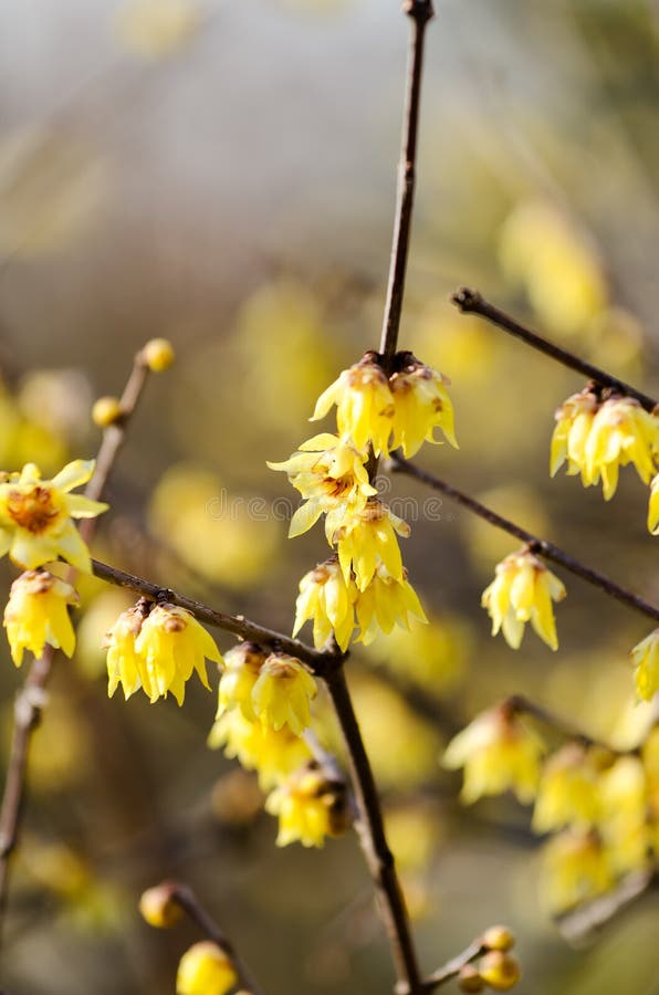 Yellow wintersweet flower stock photo. Image of blossom - 50110762