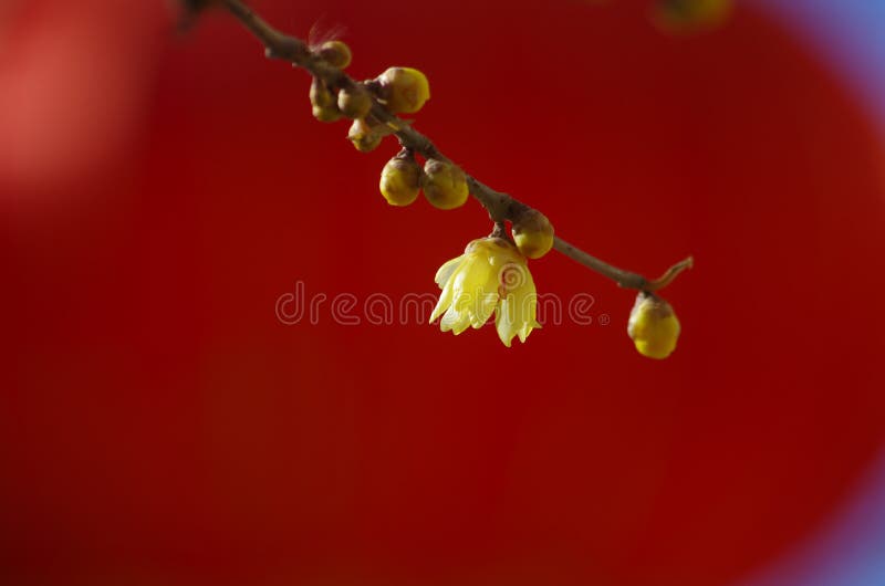 Wintersweet Flower stock photo. Image of blossom, environment - 86883030