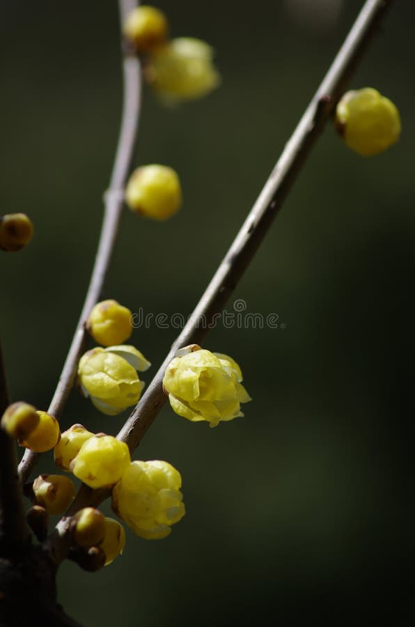 Wintersweet flower stock image. Image of bloom, colors - 67501323
