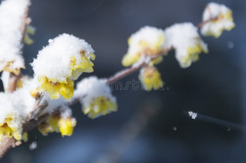 Wintersweet stock photo. Image of family, flowers, fragrant - 117386522