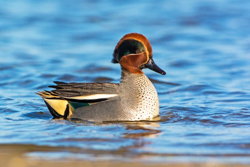 Wintertaling, Eurasian Teal, Anas Crecca Stock Photo - Image of vogel ...