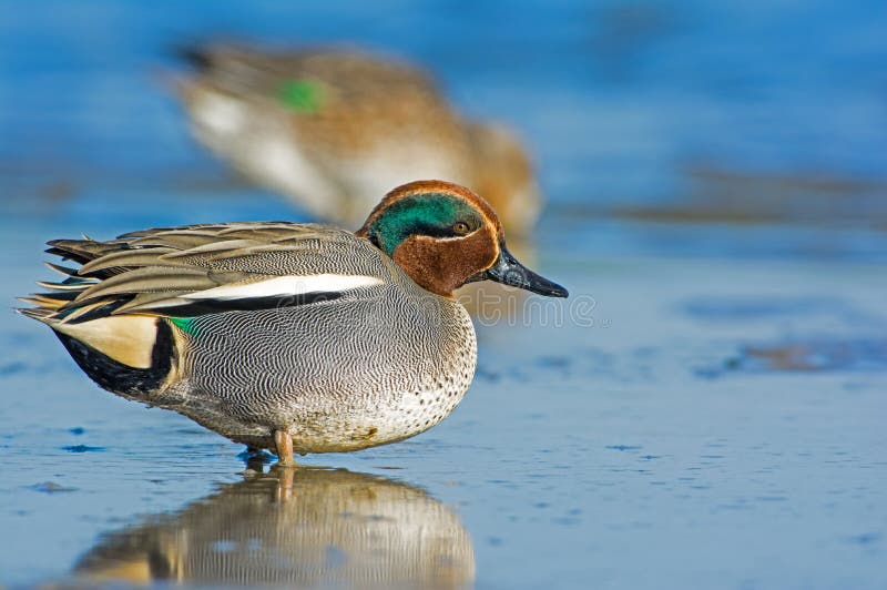 Wintertaling, Eurasian Teal, Anas Crecca Stock Image - Image of ...