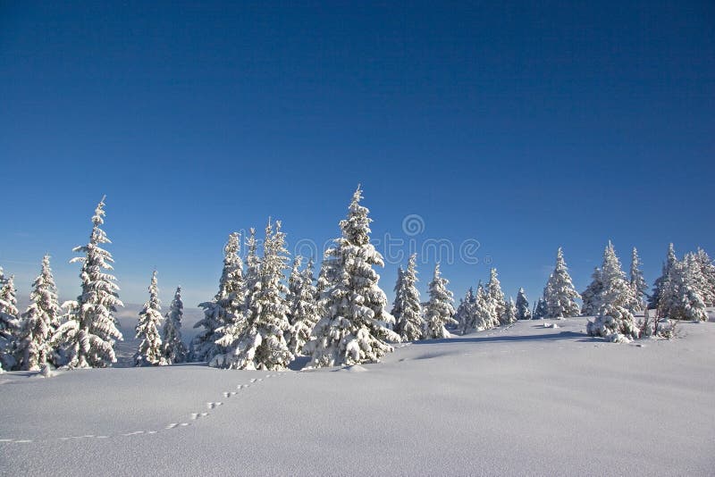 Wintertime stock photo. Image of idyll, frost, coldly - 13369900