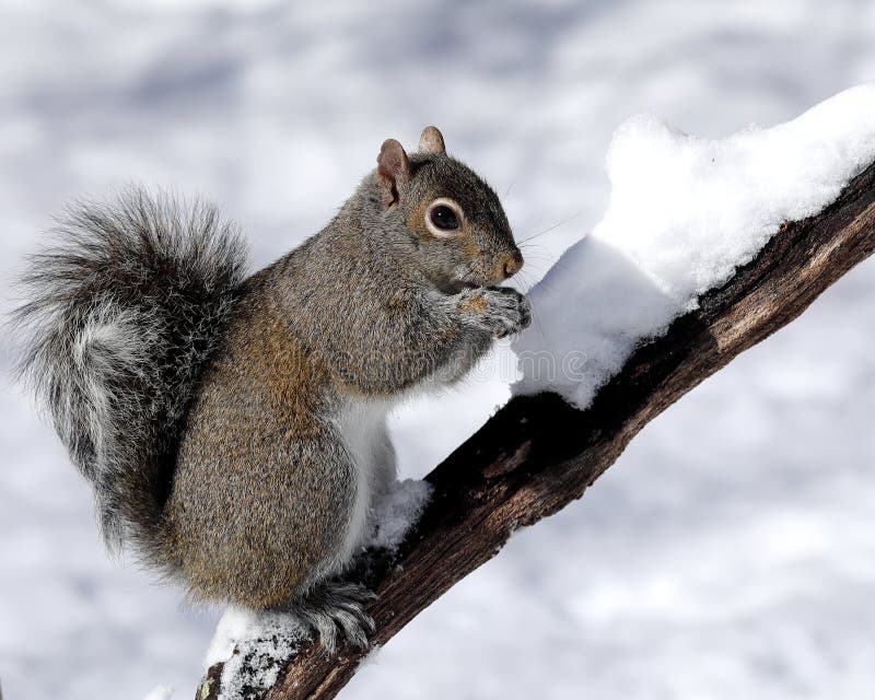 Gray Squirrel on Tree Trunk Stock Photo - Image of curiousity, acorns ...