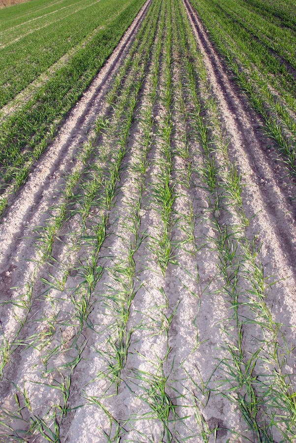 Winterweizen stockbild. Bild von land, geschäft, bereich - 12688773