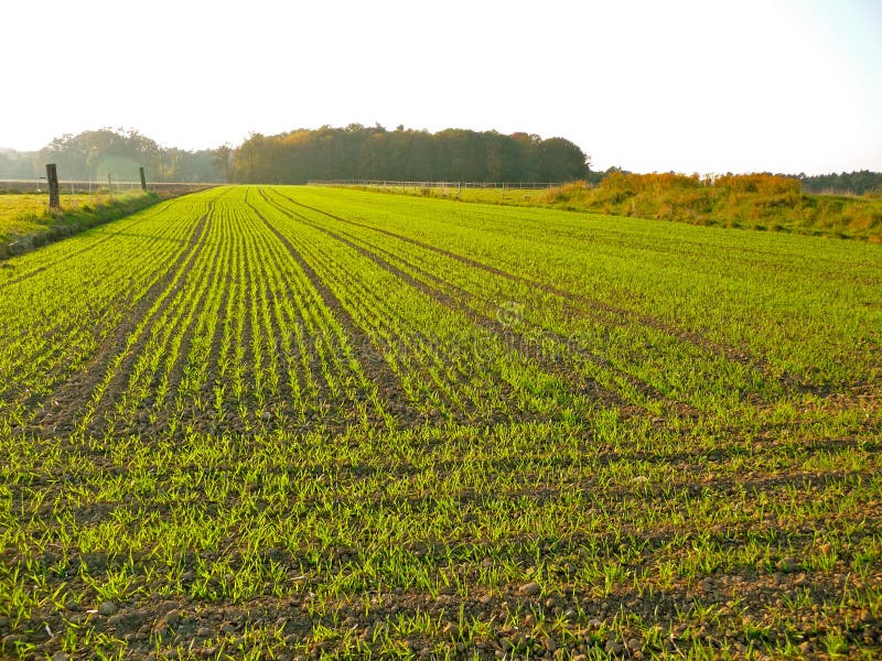 Winterweizen stockfoto. Bild von winter, weizen, herbst - 16751510