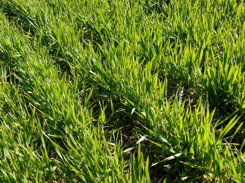 Winterweizen stockfoto. Bild von nahrung, düngemittel - 39726176