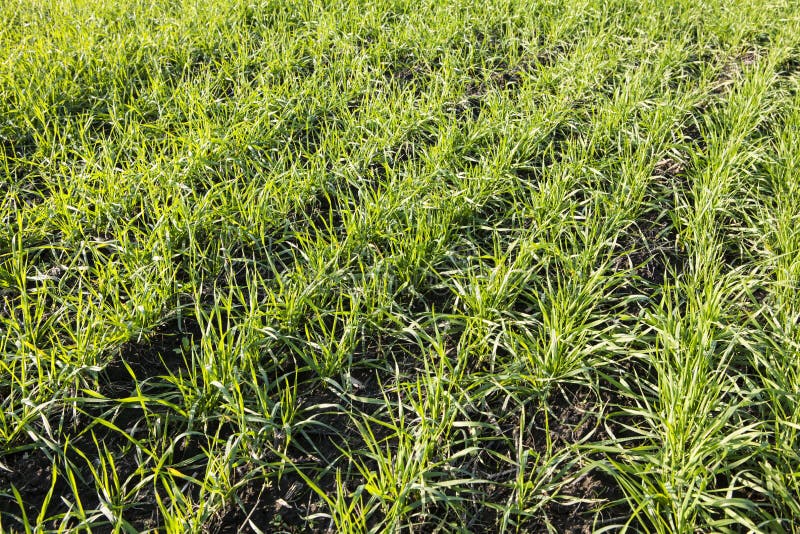 Winterweizen stockbild. Bild von betriebe, getreide, reihen - 52082797