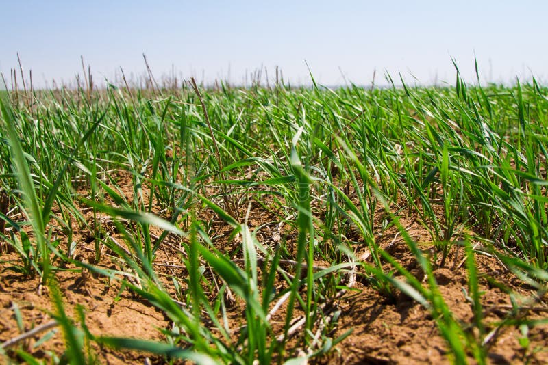 Winterweizen stockfoto. Bild von land, landschaft, getreide - 68584442