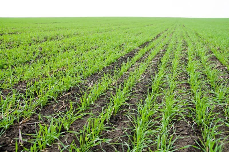 Winterweizen stockfoto. Bild von gesundheit, wolken, herbst - 6944786