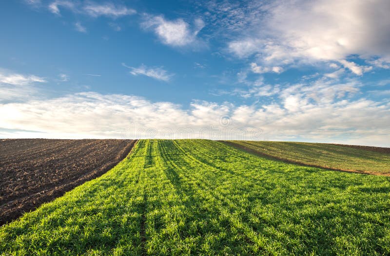 Winterweizen stockfoto. Bild von feld, weizen, betten - 52083154