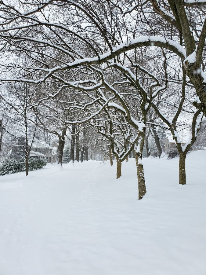 Wintery cold trees stock photo. Image of tree, winter - 211479660