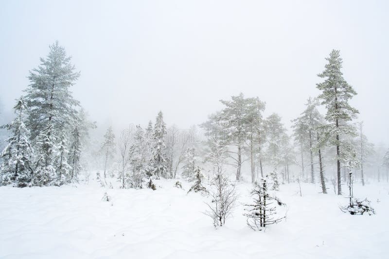 Wintery Forest in Cold Fog on a Bog Stock Photo - Image of woodland ...