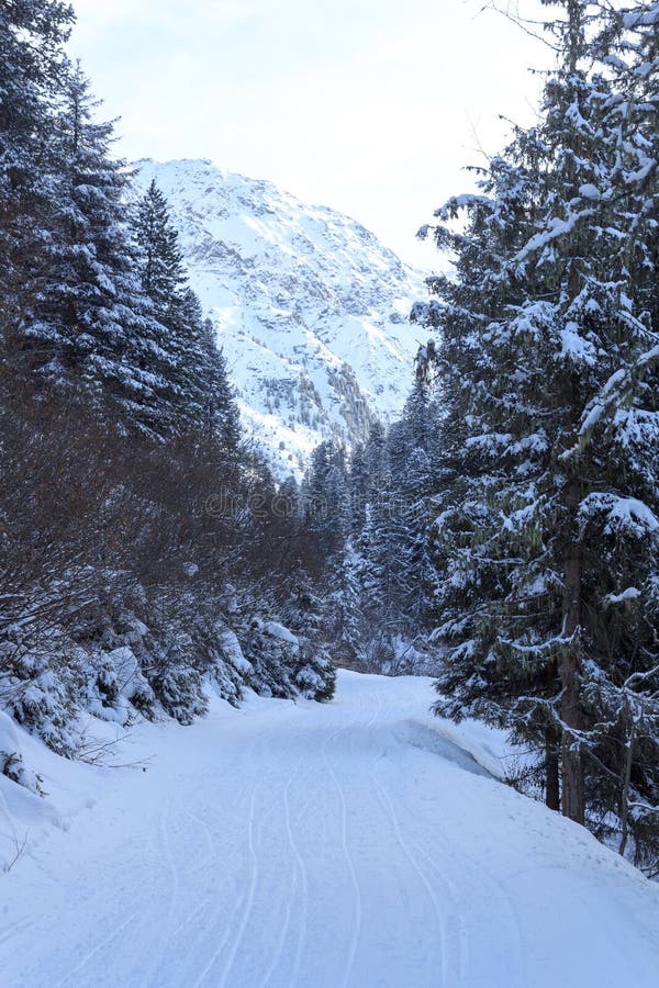 Wintery Snowy Path with Trees and Mountain in Stubai Alps Mountains ...