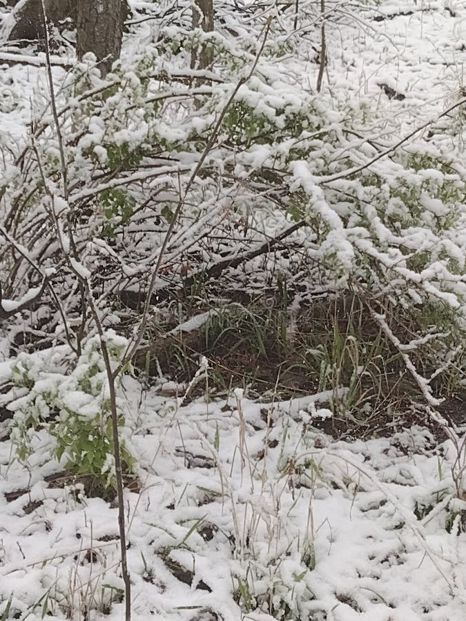 Wintery spring weather stock photo. Image of weather - 218698136