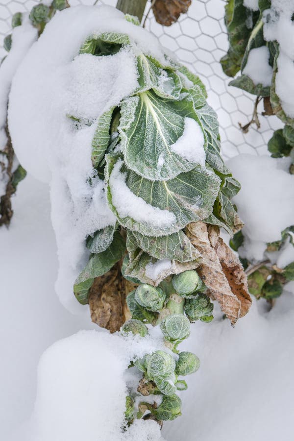 Snowy cabbage stock photo. Image of cabbage, garden, ecological - 17259902