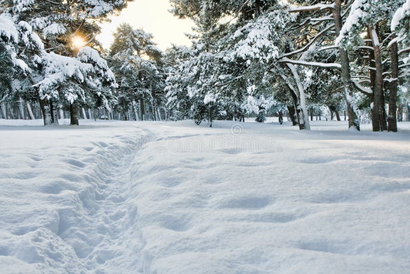 Wintry forest stock photo. Image of chill, scenery, frosty - 12523954