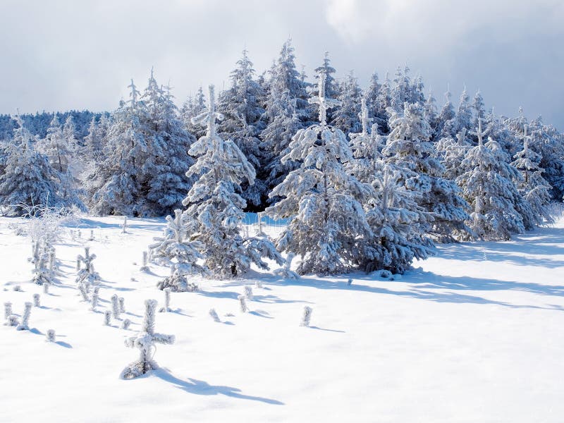 Wintry forest stock photo. Image of christmas, cold, park - 19940102