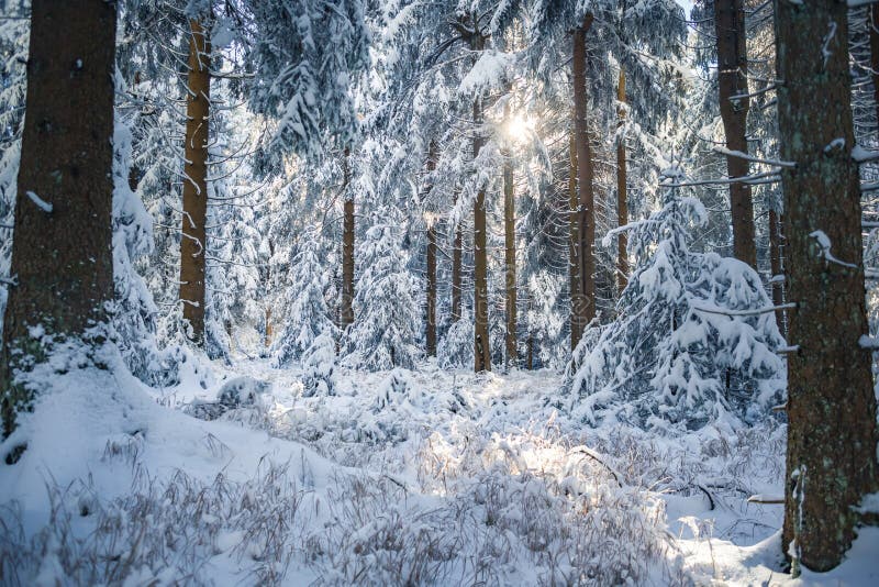 The wintry forest stock image. Image of season, leaves - 183251921