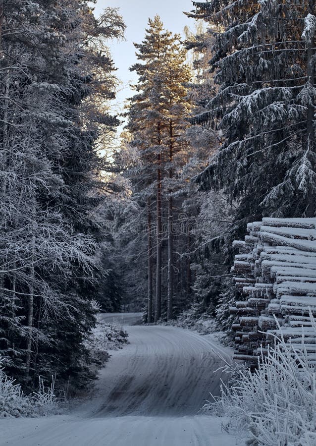 Wintry Forest Road stock photo. Image of landscape, sunset - 49490776