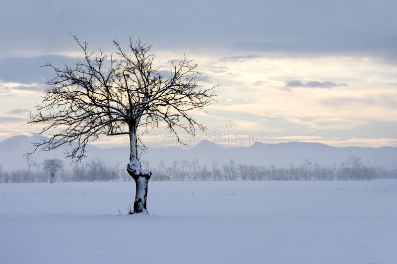 Wintry landscape stock image. Image of tree, snow, landscape - 12282159