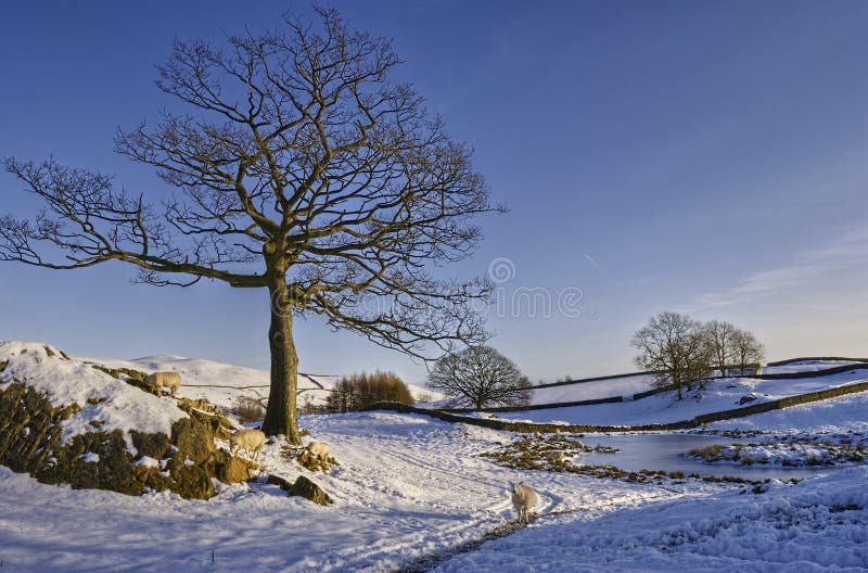 Wintry Landscape stock image. Image of scene, snowy, scenery - 13175363