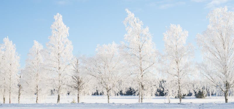 Wintry landscape stock image. Image of closeup, fresh - 65497301